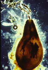 Chapter 11 Fungal ecology